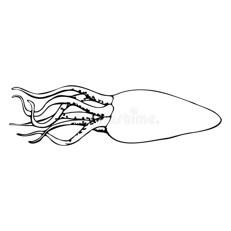 Squid drawing. Line art stock vector. Illustration of lunch - 291987216