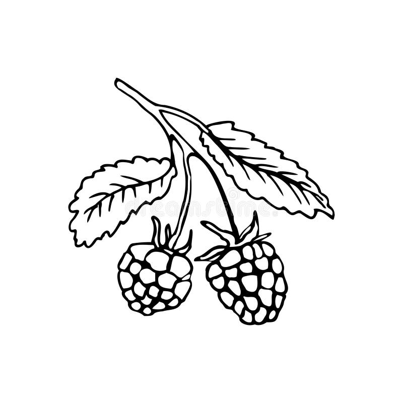 Raspberry Drawing. Line Art Stock Vector - Illustration of berry ...