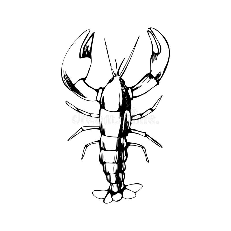 Lobster drawing. Line art stock vector. Illustration of gourmet - 291987587