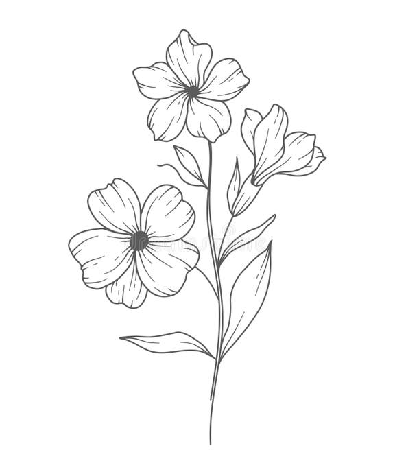 Primrose Flower Line Art. Primrose Outline Illustration. February Birth ...