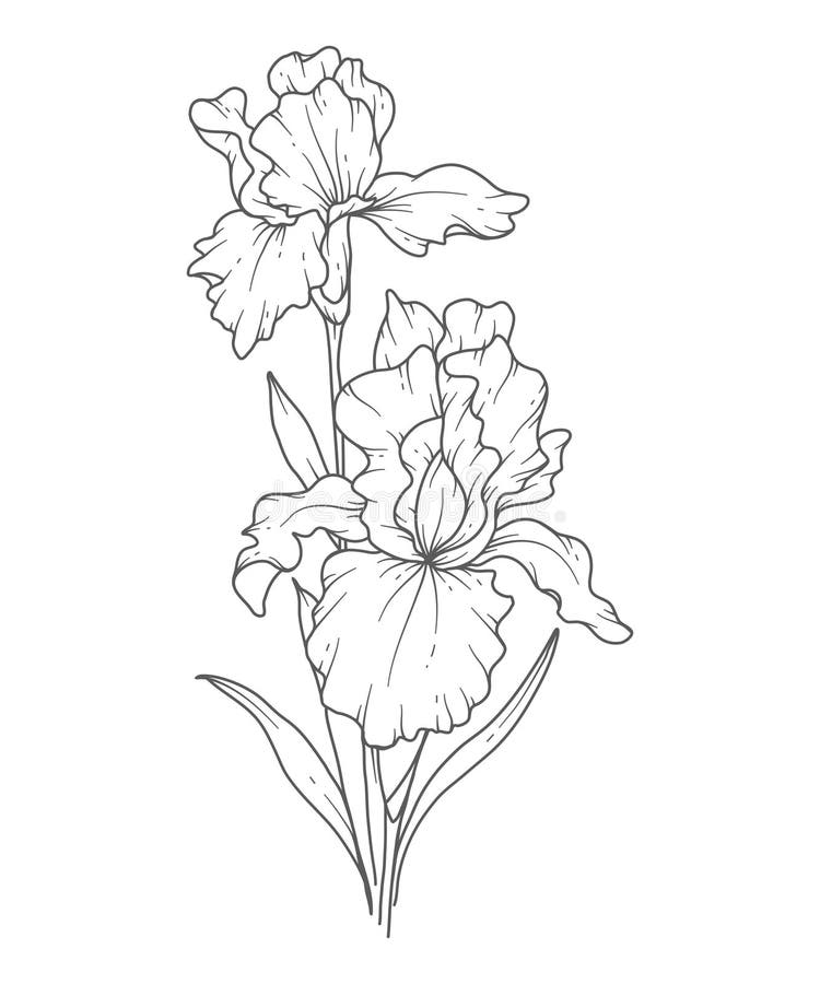 Iris Flower Line Art. Iris Outline Illustration. February Birth Month ...