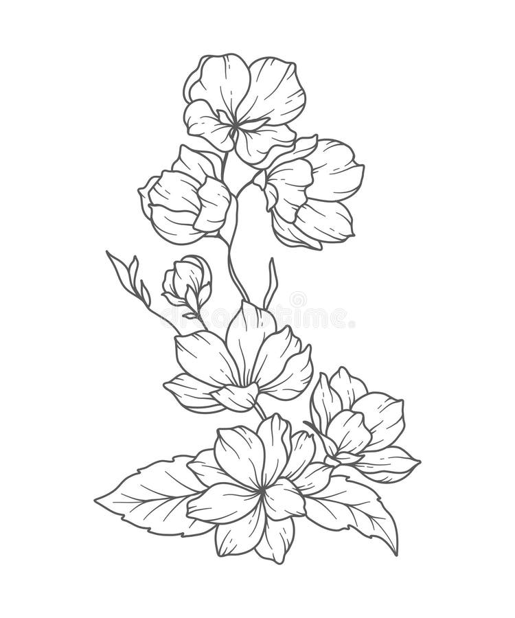 Cherry Blossom Line Art. Cherry Blossom Outline Illustration. March ...