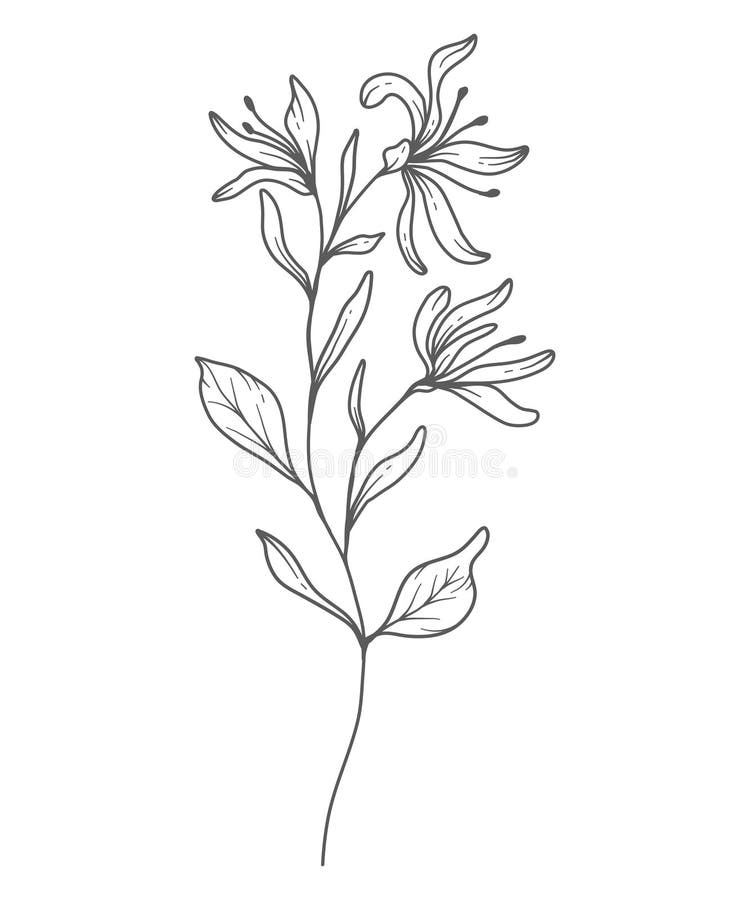 Honeysuckle Flower Line Drawing