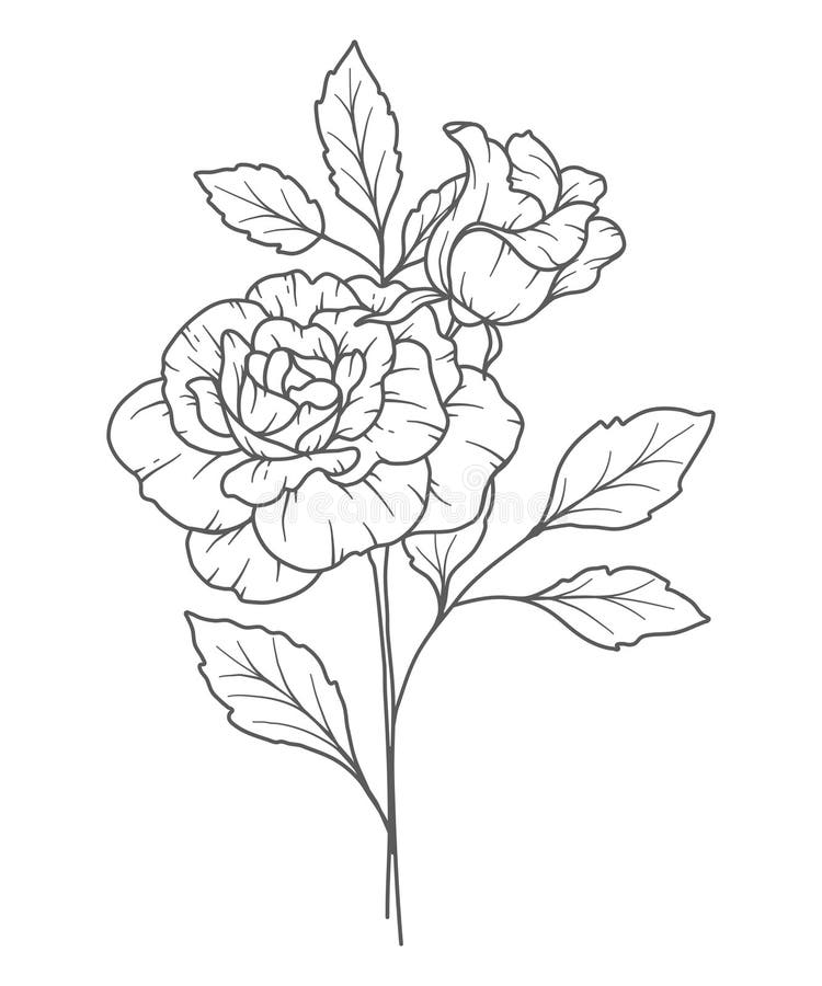 Rose Flower Line Art. Rose Flower Outline Illustration. June Birth ...