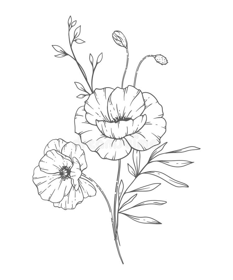 August Birth Month Flower Stock Illustrations – 183 August Birth Month ...