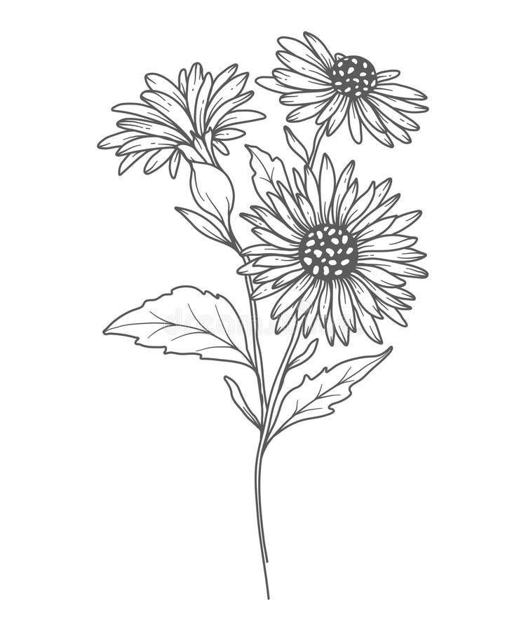 Aster Line Art. Aster Outline Illustration. September Birth Month ...