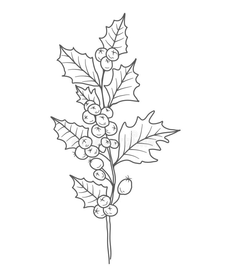 Holly Line Art. Holly Outline Illustration. December Birth Month Flower ...