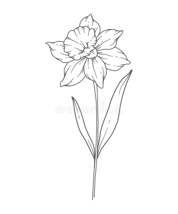 Narcissus Line Art. Narcissus Outline Illustration. December Birth ...