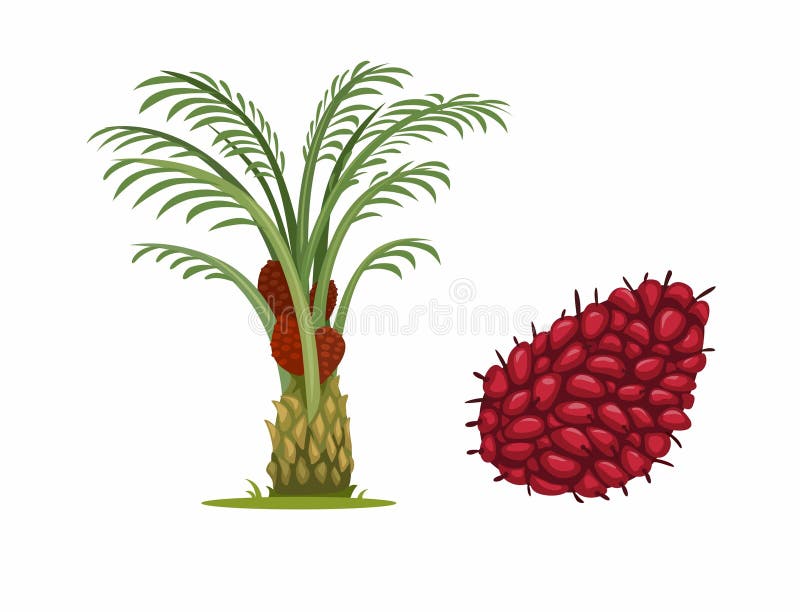 Palm Oil Tree and Fruit Object Set Illustration Vector Stock Vector ...