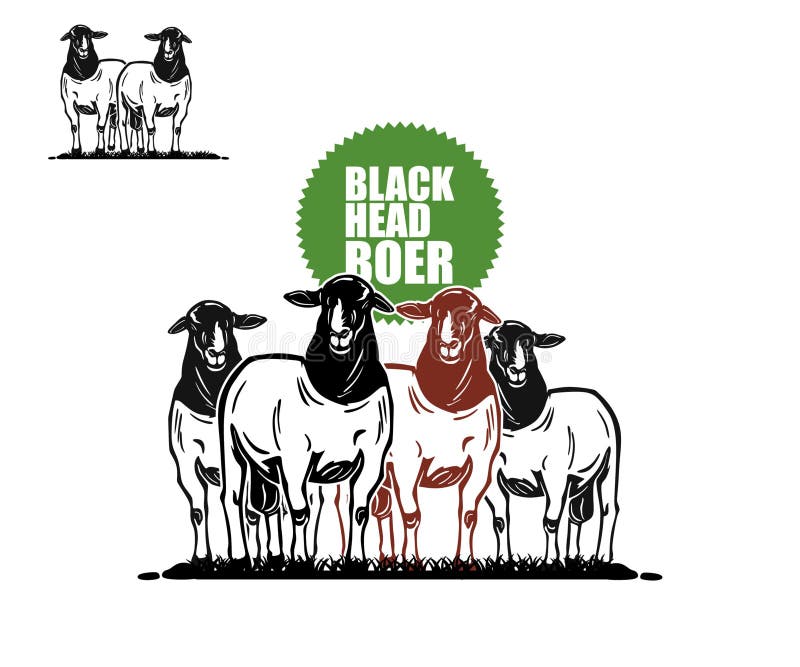 BLACK HEAD BOER, BEST BREEDING RAM MEAT MAKER Stock Vector ...
