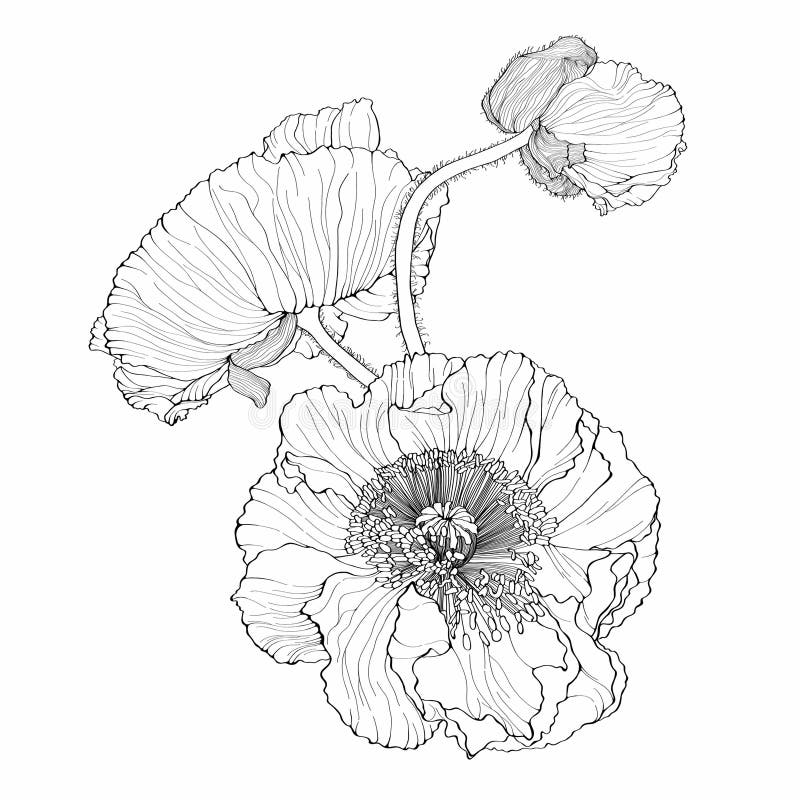 Line Art Poppy Flower Drawing Stock Illustration - Illustration of ...