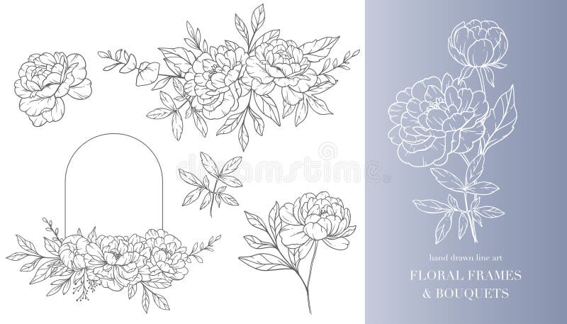 Peony Flower Line Art. Floral Frames and Bouquets Line Art Stock ...