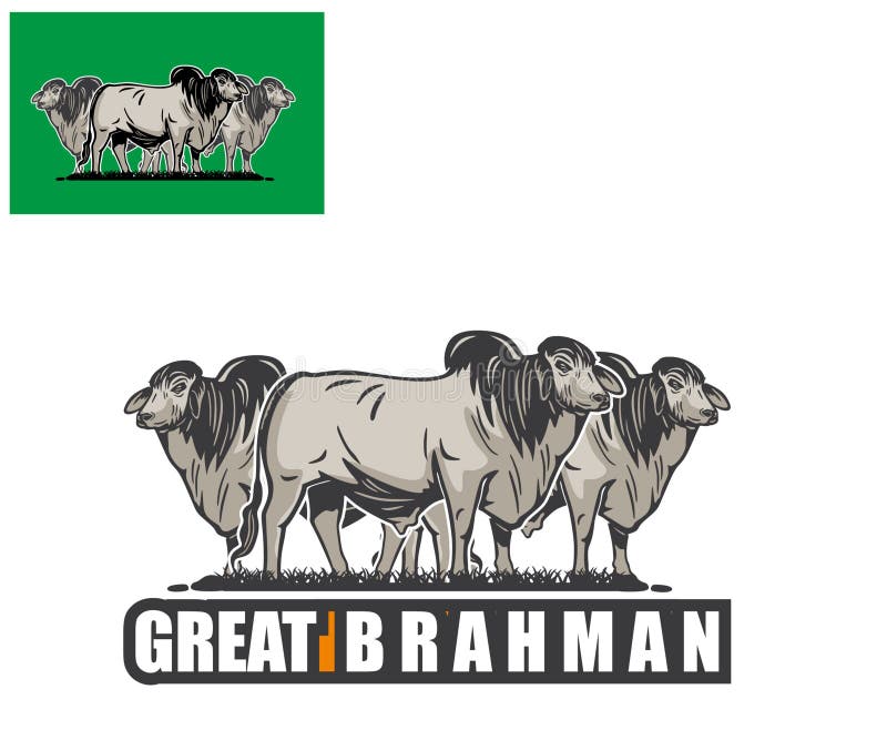 Brahman Big Healthy Cow Standing Stock Vector - Illustration of strong ...