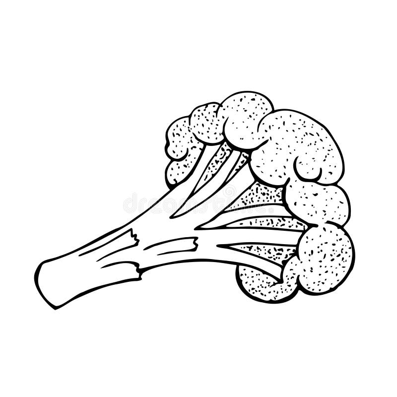Broccoli Outline. Freehand Drawing with Black Line Stock Vector ...