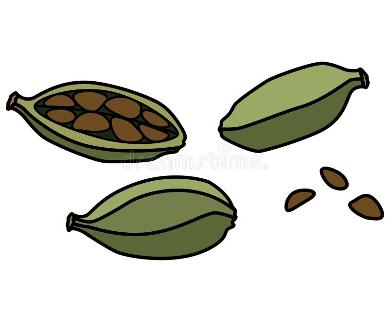 Cardamom Pod with Seeds, Spices - Vector Full Color Picture. Stock Vector - Illustration of ...