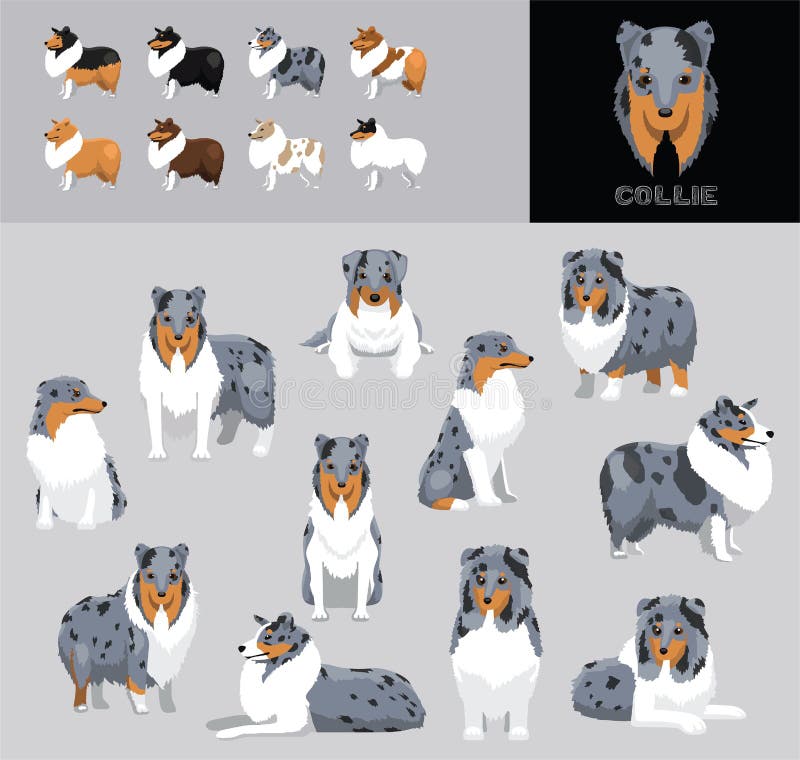 Dog Collie Blue Merle Coat Cartoon Vector Illustration Color Variation ...