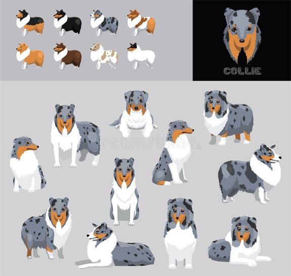Dog Collie Blue Merle Coat Cartoon Vector Illustration Color Variation ...