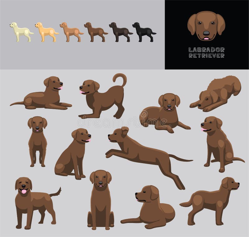 Dog Labrador Retriever Chocolate Coat Cartoon Vector Illustration Color ...