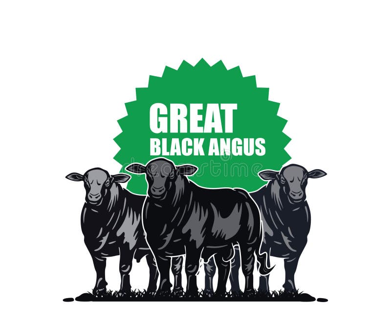 Super Black Angus Cattle, Big Strong and Resistant To Weather and ...