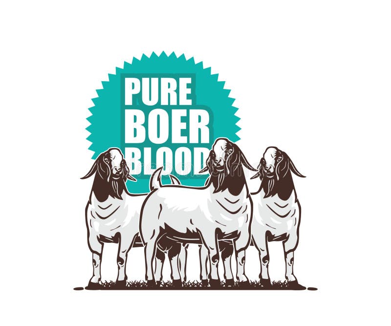 Boer goat pure blood logo, stock vector. Illustration of mascot - 300246877
