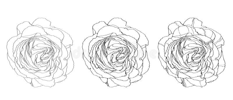 Set of Hand-draw Line Rose Collection. Flowers Illustration Stock ...