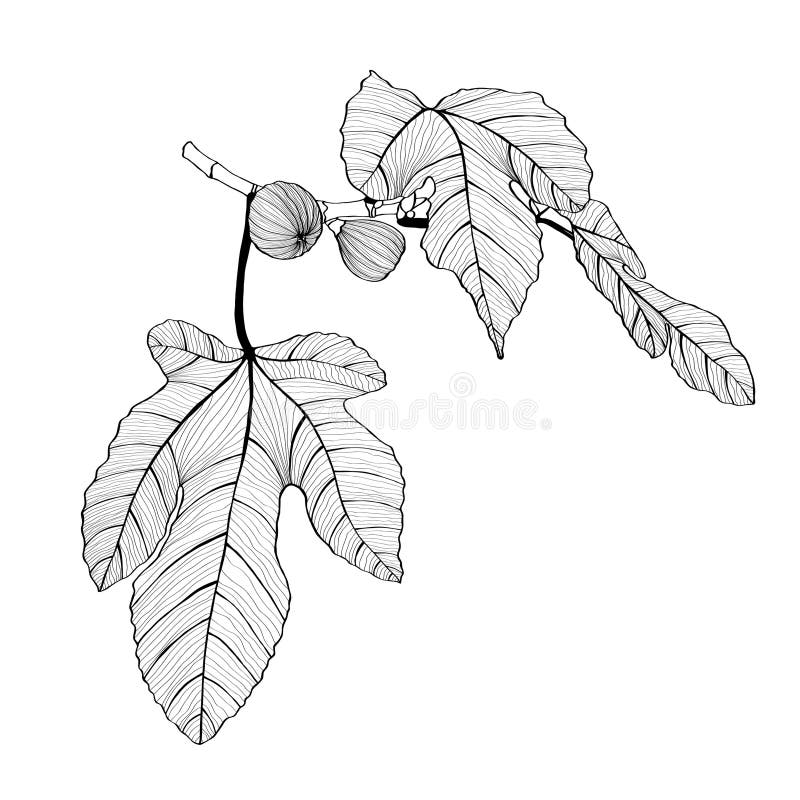 Branch of Fig Tree. Contour Naturalistic Illustration. Fig Branch with ...