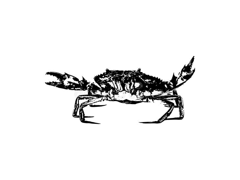 Vector Vintage Crab Drawing. Hand Drawn Monochrome Seafood Illustration ...