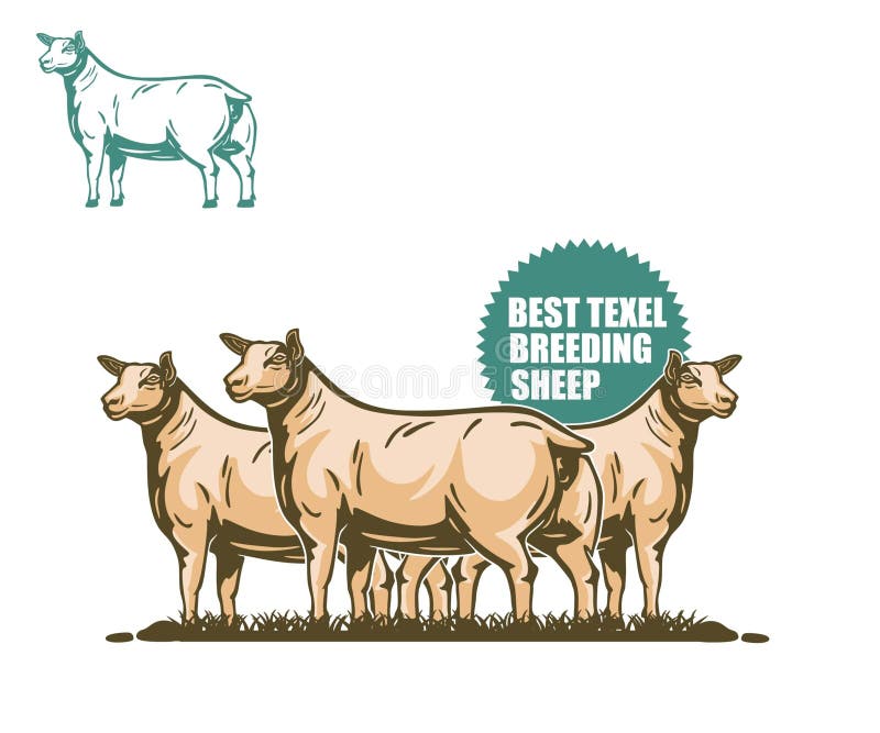 Texel Big and Strong Sheep Standing Logo Stock Vector - Illustration of ...