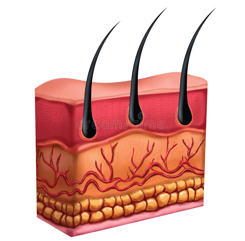 Hair and Scalp Vector. Active Ingredient Treatment Deep into Hair and ...