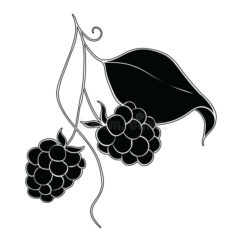 Hand drawing berry stock vector. Illustration of wetermelon - 302213603