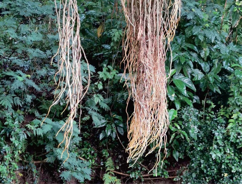 Hanging Roots of Forest Trees that Can Be Used As Medicine Stock Image ...
