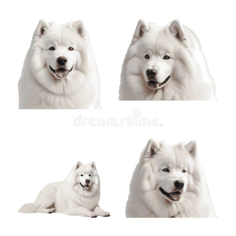 Beautiful Samoyed Dog Set Isolated on a White Background Stock Vector ...
