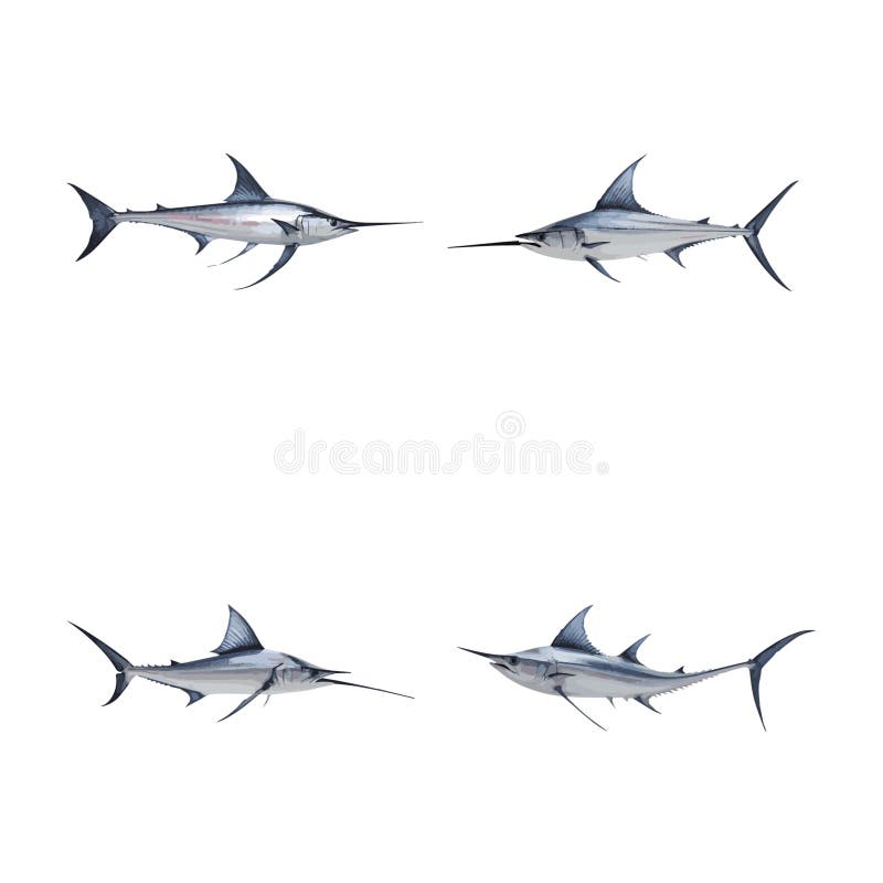 Beautiful Swordfish Set Isolated on a White Background Stock Vector ...