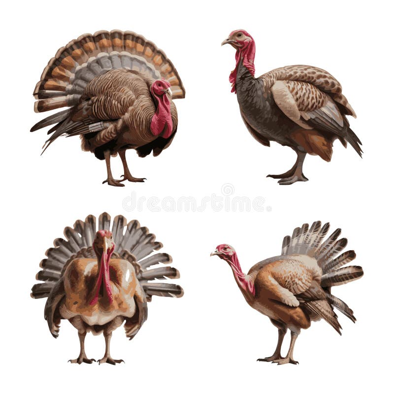 Beautiful Turkey Set Isolated on a White Background Stock Vector ...