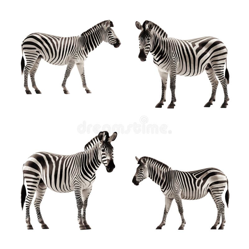 Beautiful Zebra Set Isolated on a White Background Stock Vector ...