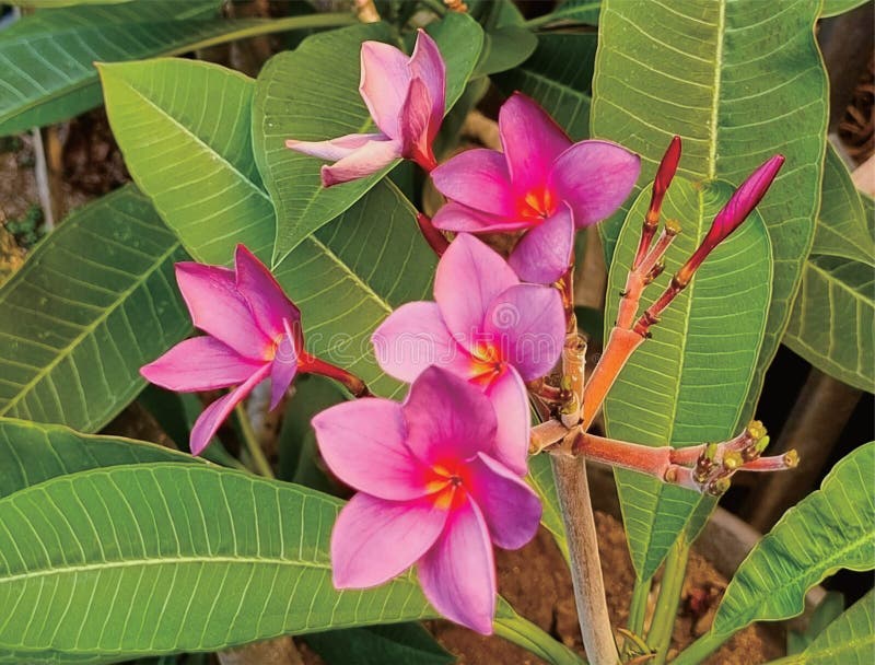 Red Frangipani Flowers are Blooming in the Morning Stock Photo - Image ...