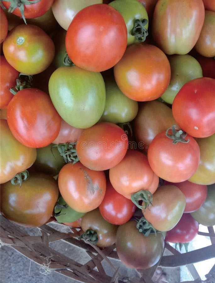 Fresh Tomatoes in Basket Ready Sold To the Market Stock Image - Image ...