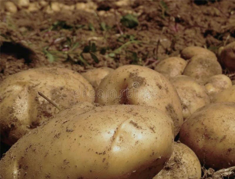 Harvesting Big Potato Grade a in Garden Stock Image - Image of farmer ...