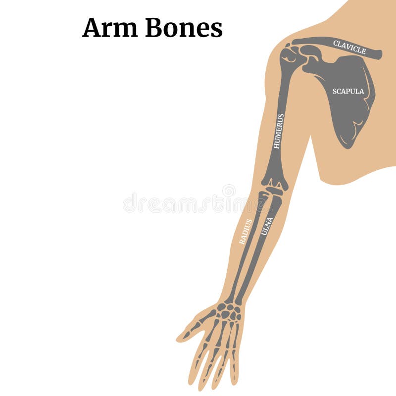Anatomy of the Bones of the Arm and Shoulder Blade. Stock Vector ...