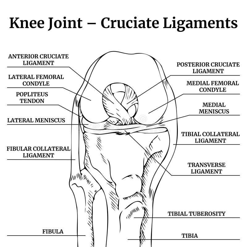 Anatomy of Leg Bones and Cruciate Tendons. Stock Vector - Illustration ...