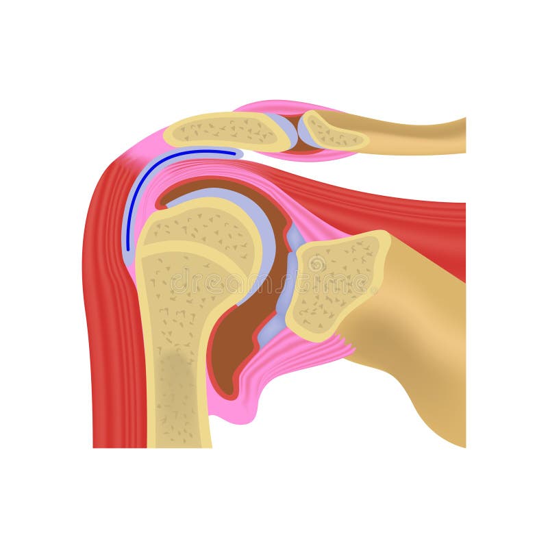 Human Anatomy. Cross Section of the Shoulder Joint Stock Vector ...