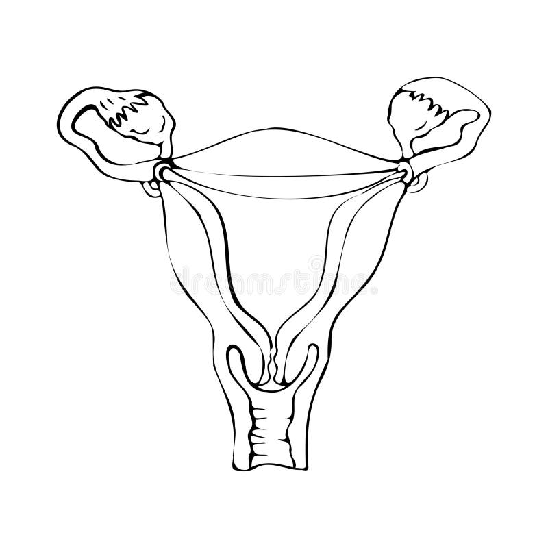 Human Anatomy. Black Line Drawing of Uterus, Sketch Stock Vector ...