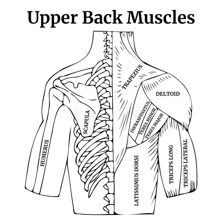 Outline Human Muscles Diagram Stock Illustrations – 78 Outline Human ...