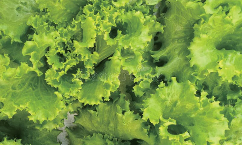 Background, Fresh Green Vegetables, Lettuce Leaves are Stunningly ...
