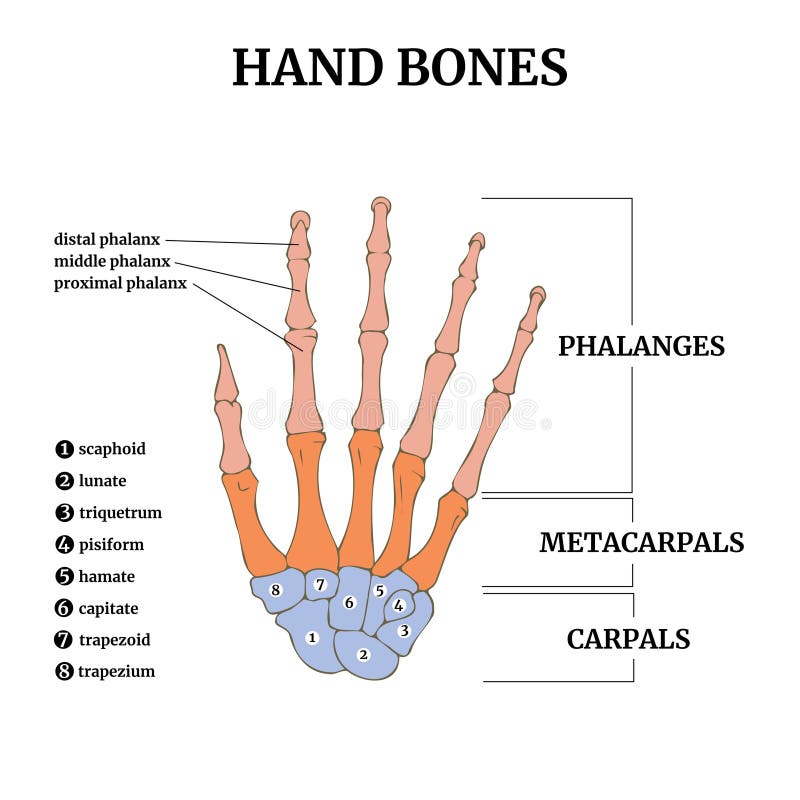 Medical Poster with Anatomy of the Bones of the Human Hand with ...