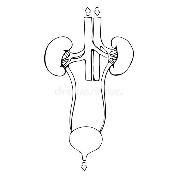 Linear Drawing of the Human Urinary System. Stock Vector - Illustration ...