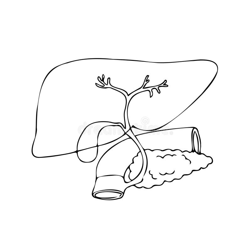 Linear Drawing of the Liver, Pancreas, Duodenum and Gall Bladder Stock ...