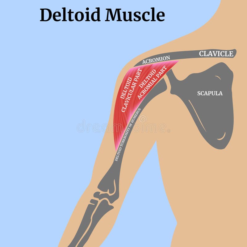 Muscle Diagram Male Body Names Stock Vector - Illustration of ...