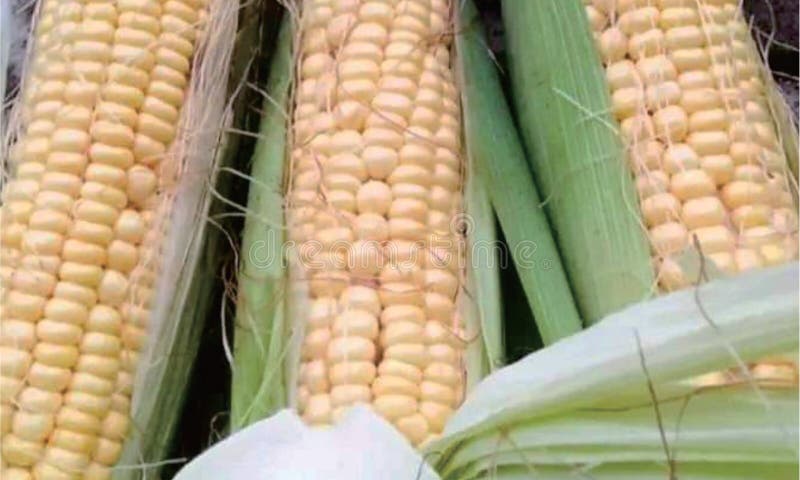 Fresh Sweet Corn Just Picked from the Tree Stock Photo - Image of beans ...