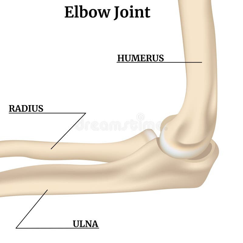 Elbow Joint, Arm Bones on a Blue Background. Medical Design Stock ...